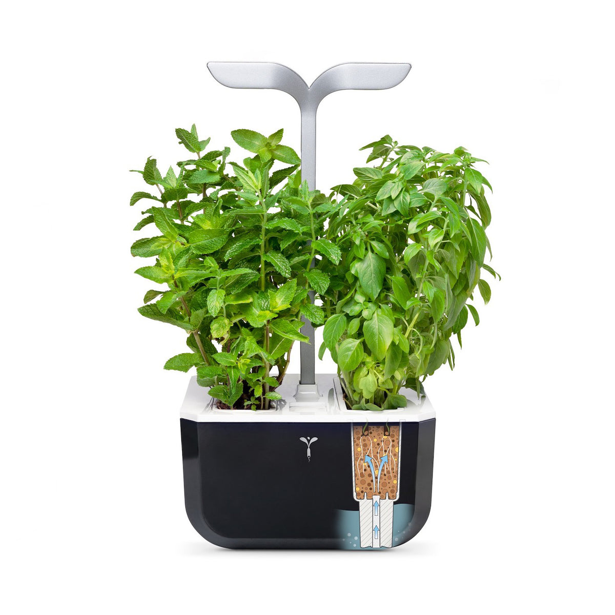 VERITABLE Smart Exky Edition Black, 2 Plants – Gusta Supplies